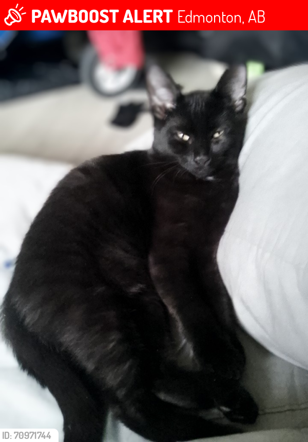 Edmonton, AB Lost Female Cat, Kitty Is Missing | PawBoost