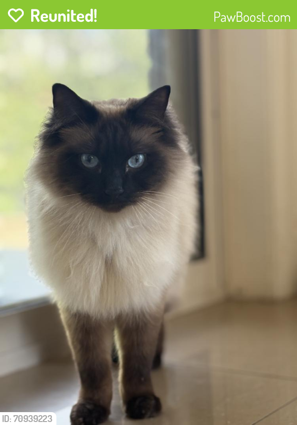 Reunited Female Cat in Caroline Springs, VIC 3023 (ID: 70939223) | PawBoost