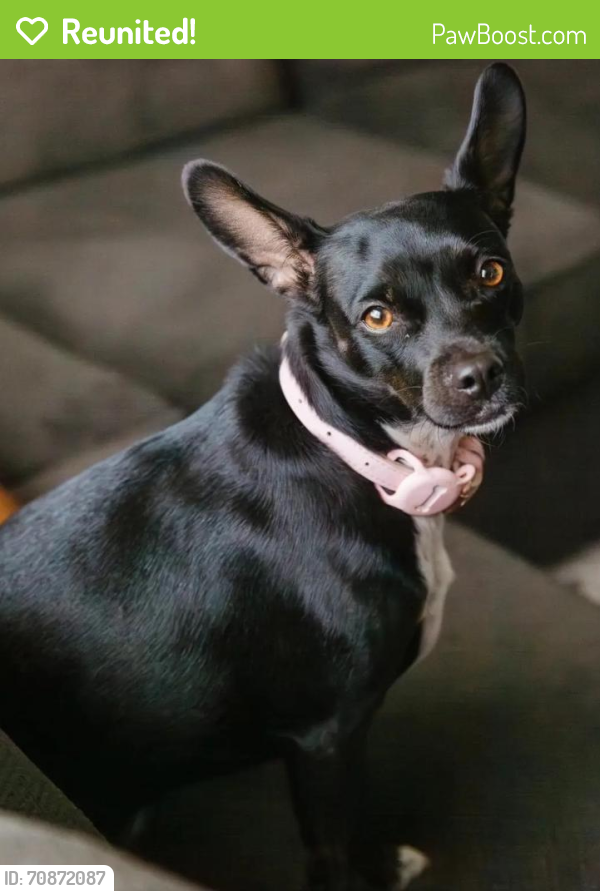 Reunited Female Dog in Provo, UT 84606 (ID: 70872087) | PawBoost