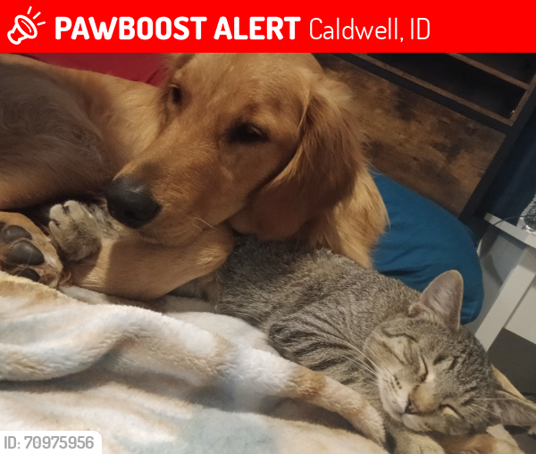 Caldwell, ID Lost Male Cat, Kopa Is Missing | PawBoost