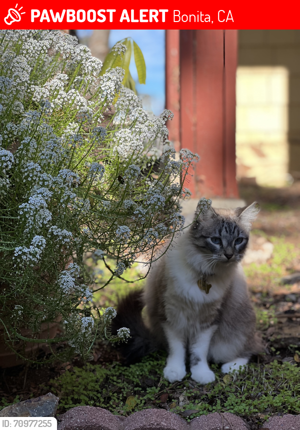 Bonita, CA Lost Female Cat, Doja Is Missing | PawBoost