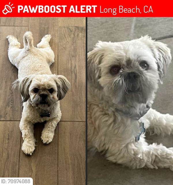 Long Beach, CA Lost Female Dog, Cooper Is Missing | PawBoost
