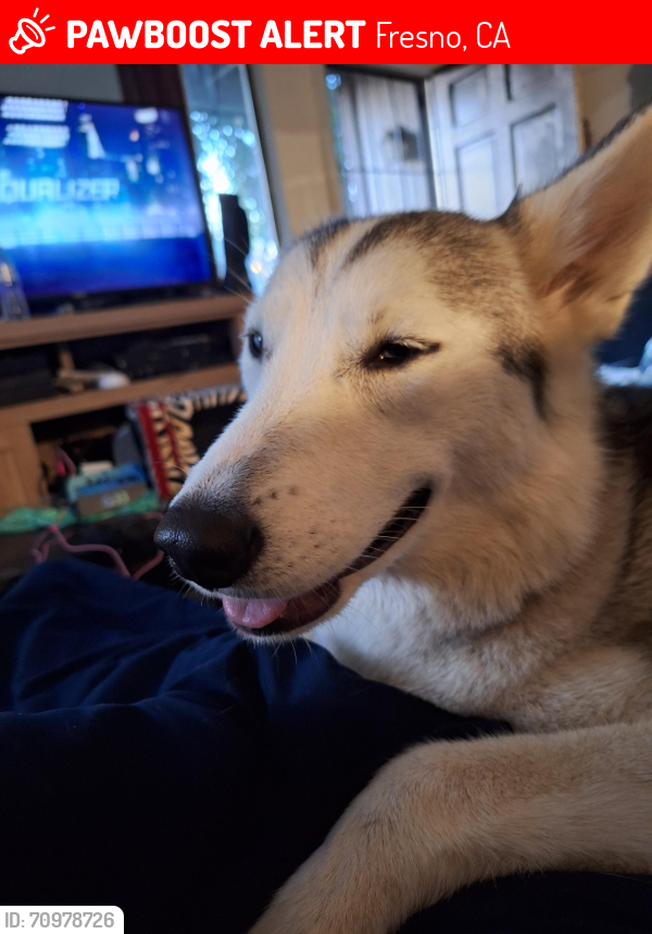 Fresno, CA Lost Female Dog, Princess Is Missing | PawBoost