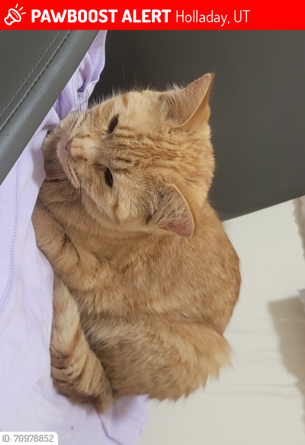 Holladay, UT Lost Female Cat, Pumba Is Missing | PawBoost