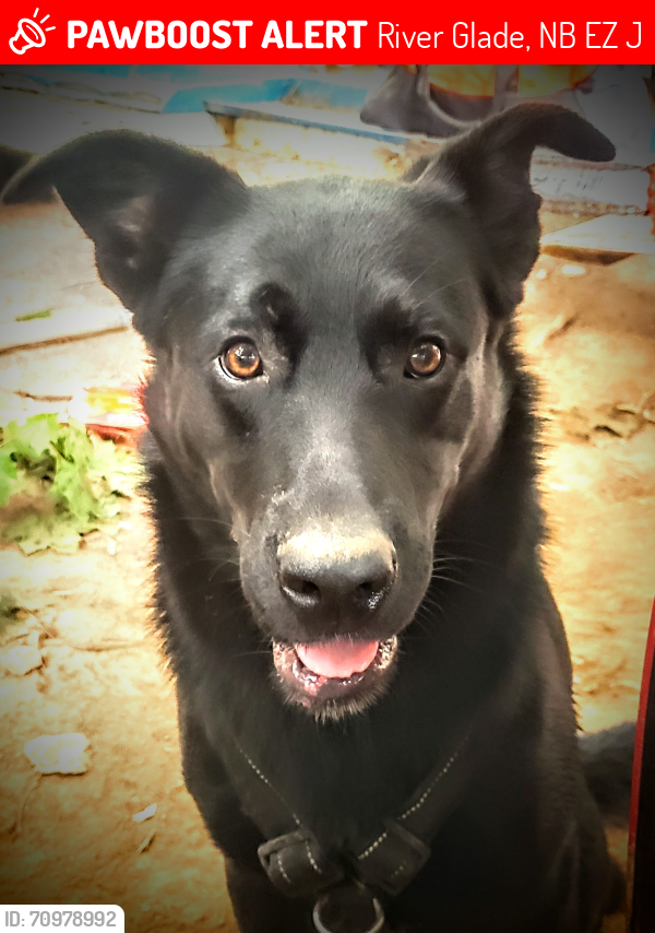 River Glade, NB Lost Male Dog, Ryker Is Missing | PawBoost