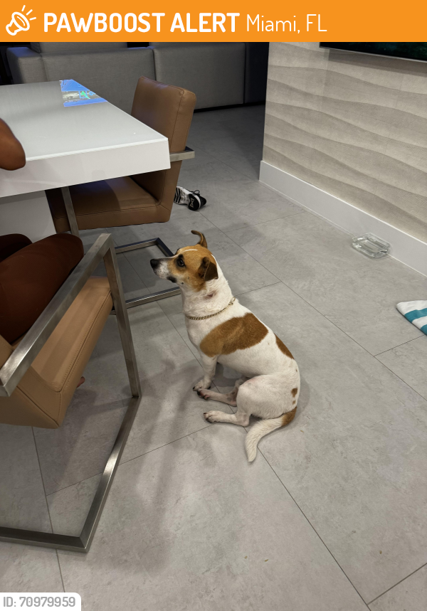 Miami, FL Stray Male Dog Found Near 17th Street and Bayshore | PawBoost