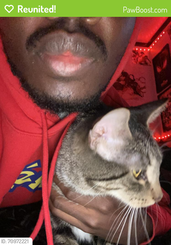 Reunited Female Cat in Buffalo, NY 14208 (ID: 70972221) | PawBoost