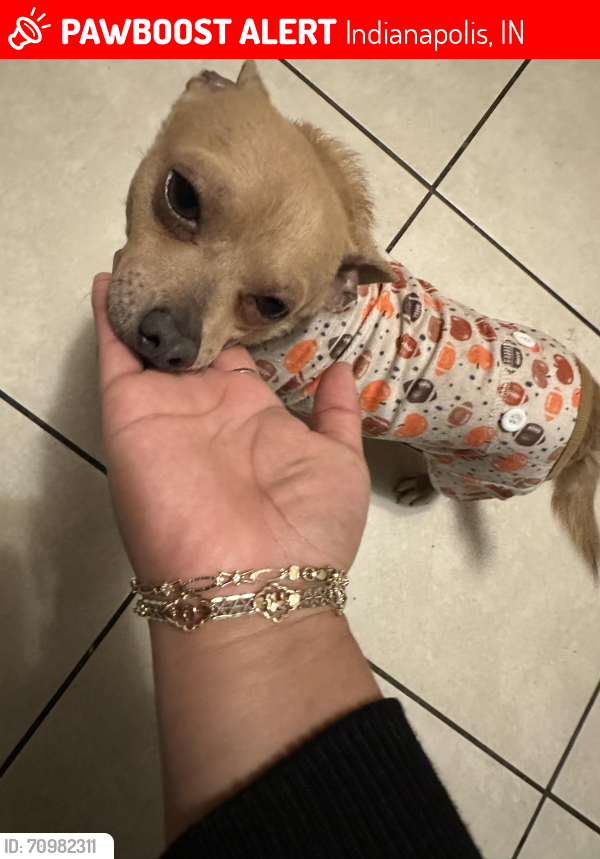 Indianapolis, IN Lost Male Dog, Canelo Is Missing | PawBoost