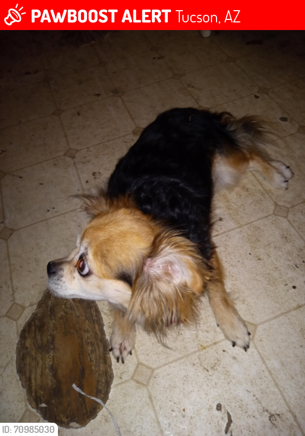 Tucson, AZ Lost Female Dog, Cutie Pie Is Missing | PawBoost