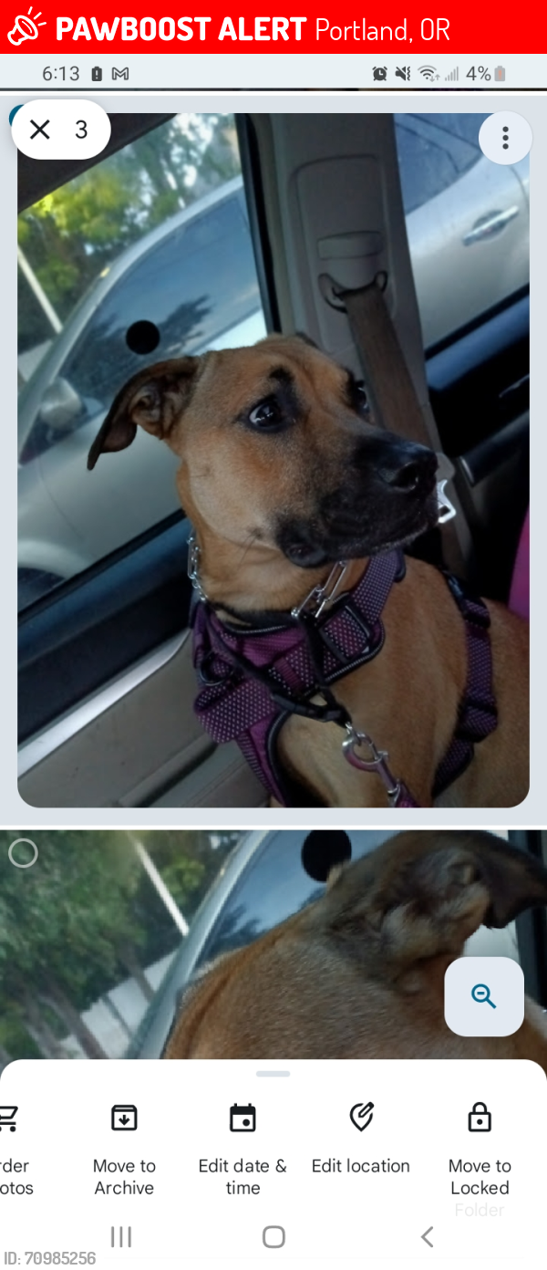 Portland, OR Lost Female Dog, Cali Anne Is Missing | PawBoost