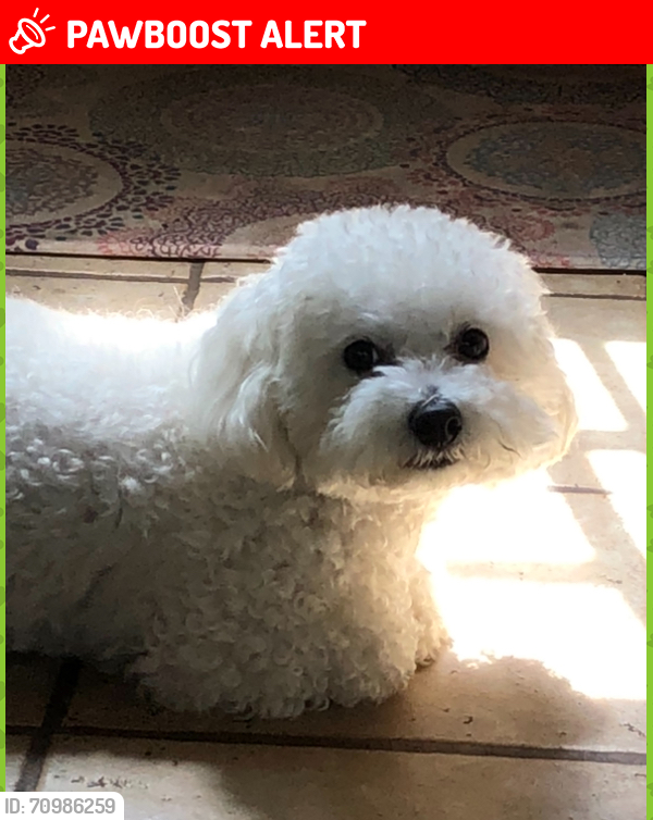 Pennsauken Township, NJ Lost Male Dog, Tucker Is Missing | PawBoost