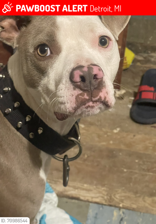 Detroit, MI Lost Female Dog, Taji Is Missing | PawBoost