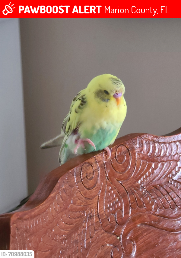 Marion County, FL Lost Male Bird, Sunjay Is Missing | PawBoost