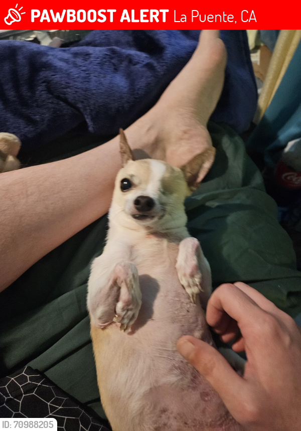 La Puente, CA Lost Male Dog, Monkey Winslow Is Missing | PawBoost