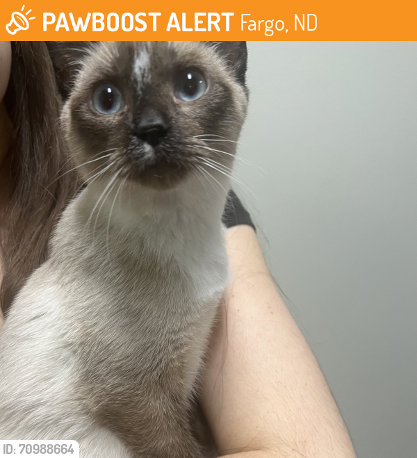 Fargo, ND Stray Cat Found Near Plains art | PawBoost