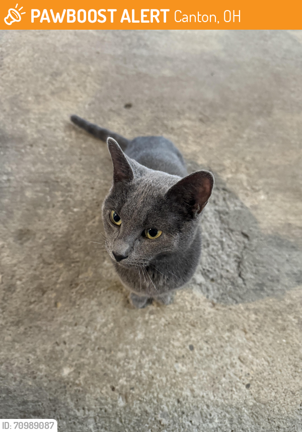 Rehomed Female Cat in Canton, OH 44709 (ID: 70989087) | PawBoost