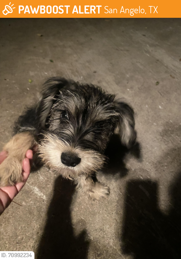 San Angelo, TX Stray Dog Found Near Orient and Ave H | PawBoost