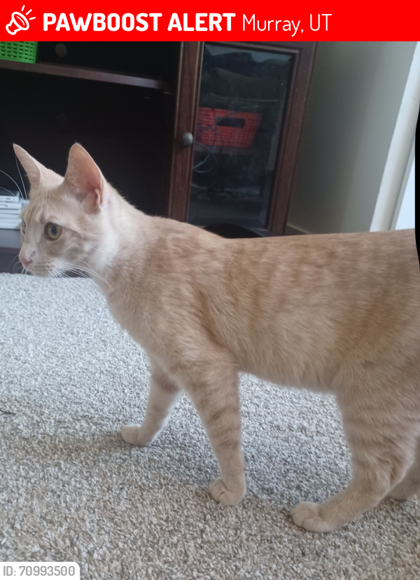 Murray, UT Lost Female Cat, Haven Is Missing | PawBoost