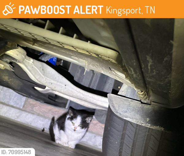 Kingsport, TN Stray Cat Found Near Near Eastman Credit Union | PawBoost