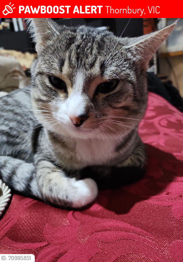 Thornbury, VIC Lost Male Cat, Apolo Is Missing | PawBoost
