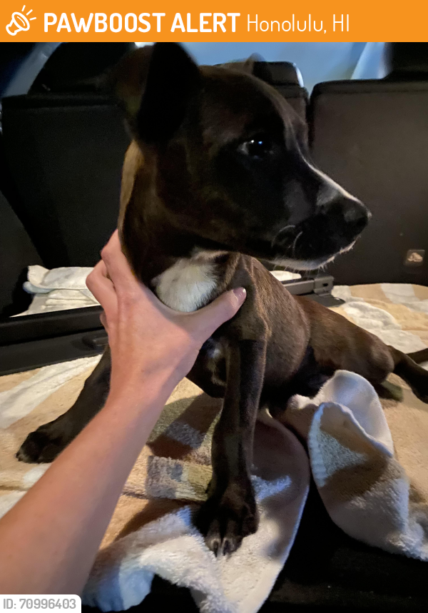 Honolulu, HI Stray Male Dog Found Near Waiola and Algaroba | PawBoost