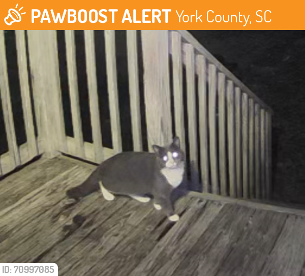York County, SC Stray Cat Found Near Dam Road, Fort Mill, SC | PawBoost