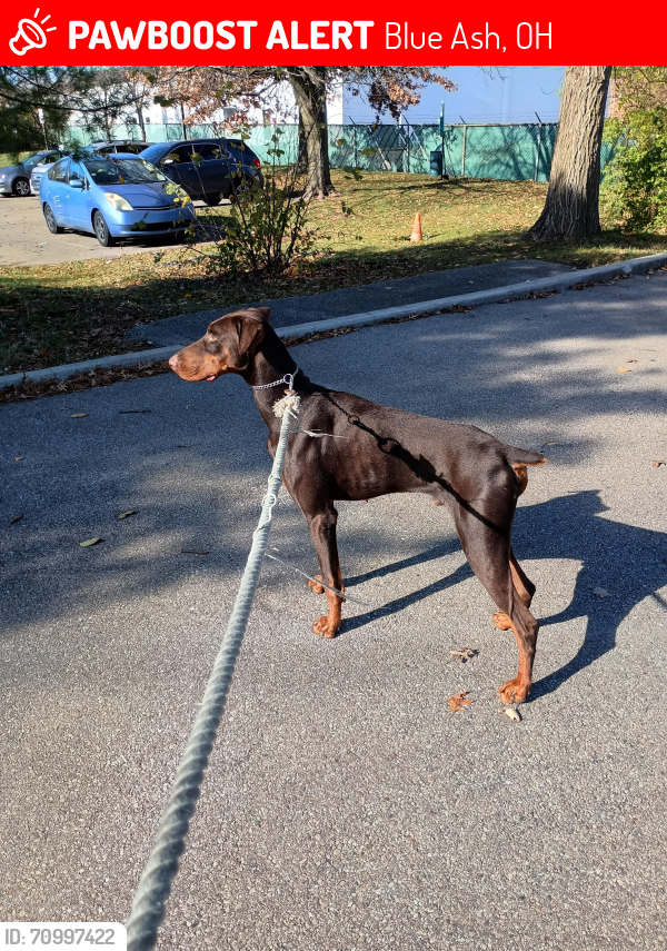 Blue Ash, OH Lost Male Dog, Titus Is Missing | PawBoost