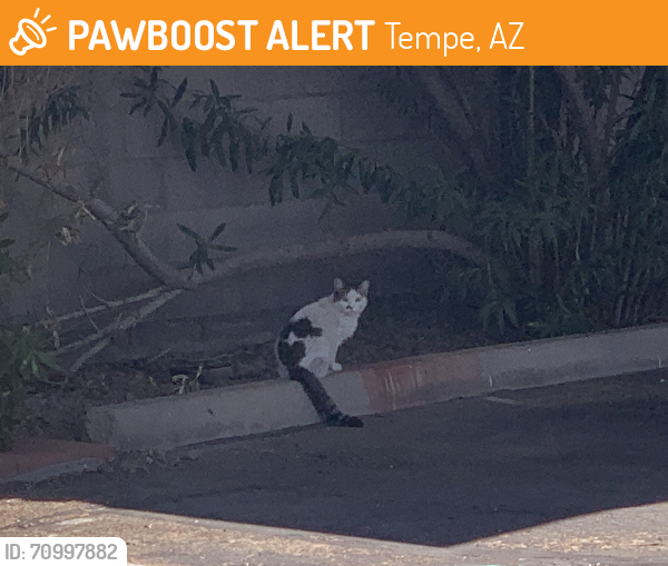 Tempe, AZ Stray Cat Found Near Guadalupe & Rural, near Aspire Allergy ...