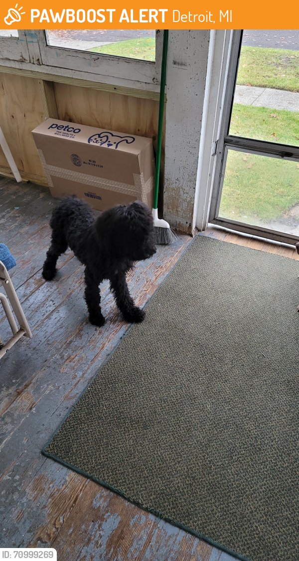 Detroit, MI Stray Male Dog Found Near Six Mile/Grand River area | PawBoost