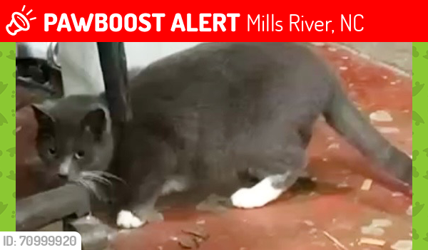 Mills River, NC Lost Female Cat, May Is Missing | PawBoost