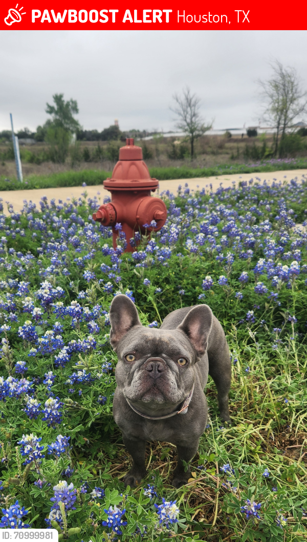 Houston, TX Lost Female Dog, Chloe Is Missing | PawBoost