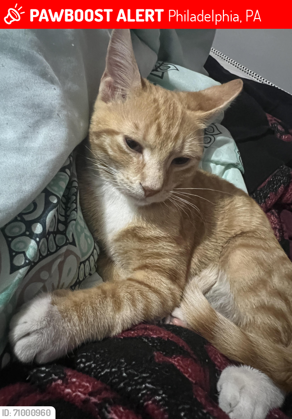 Philadelphia, PA Lost Male Cat, Yoshi Is Missing | PawBoost
