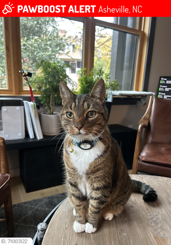 Asheville, NC Lost Male Cat, Cooper Is Missing | PawBoost