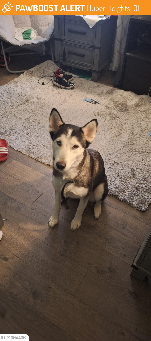 Huber Heights, OH Stray Female Dog Found Near Tanner dr. | PawBoost