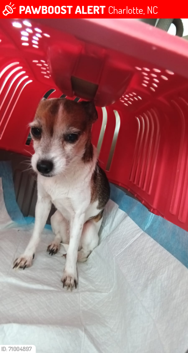 Charlotte, NC Lost Female Dog, Chiquis Is Missing | PawBoost