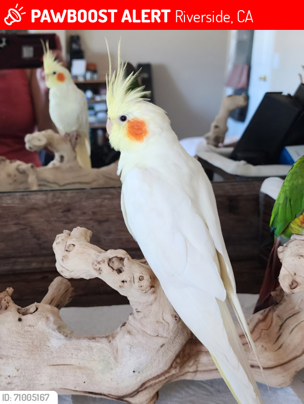 Riverside, CA Lost Female Bird, Piki Is Missing | PawBoost