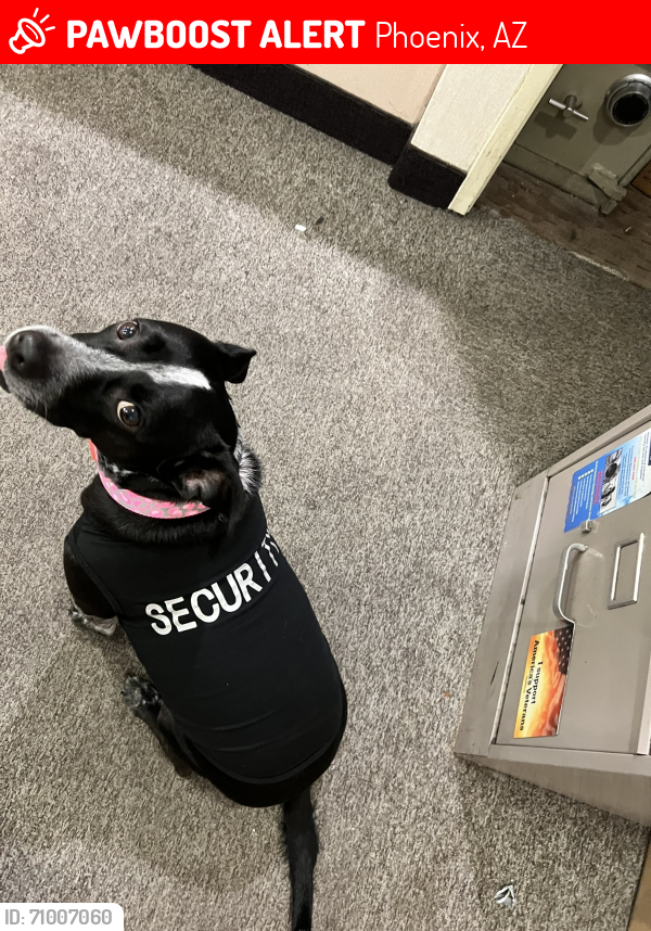 Phoenix, AZ Lost Female Dog, Karen Is Missing | PawBoost