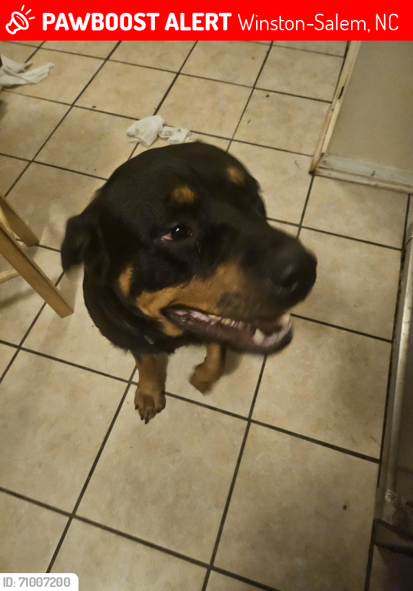 Winston-Salem, NC Lost Female Dog, Pebbles Is Missing | PawBoost