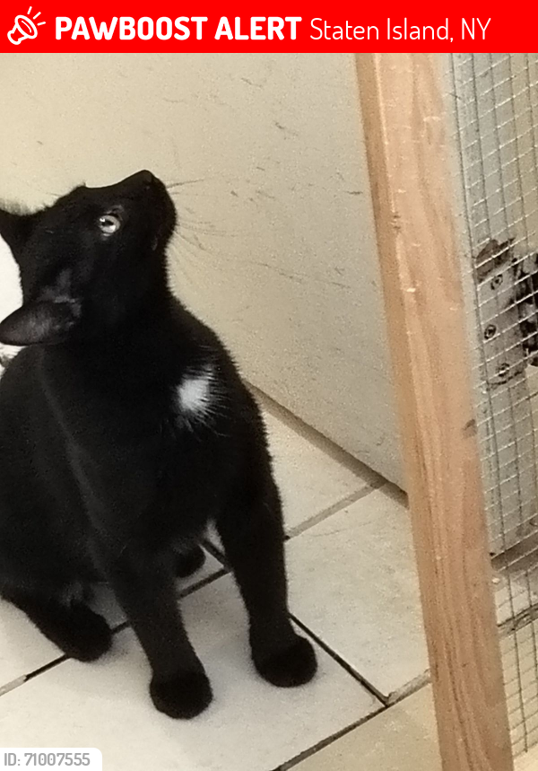 Staten Island, NY Lost Female Cat, Misty Is Missing | PawBoost