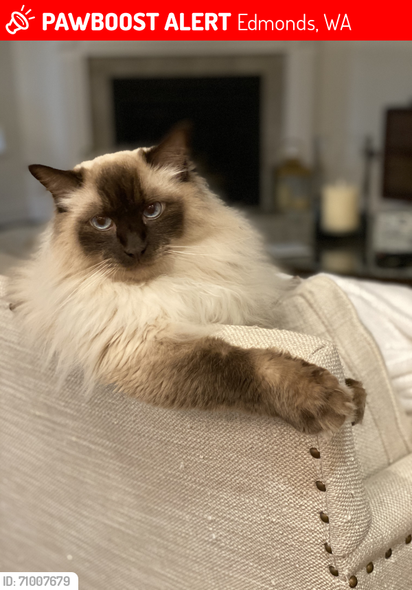 Edmonds, WA Lost Male Cat, Nigel Is Missing | PawBoost