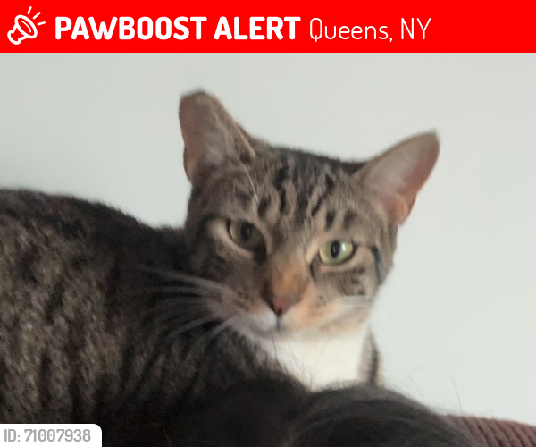 Queens, NY Lost Female Cat, Lulu Is Missing | PawBoost