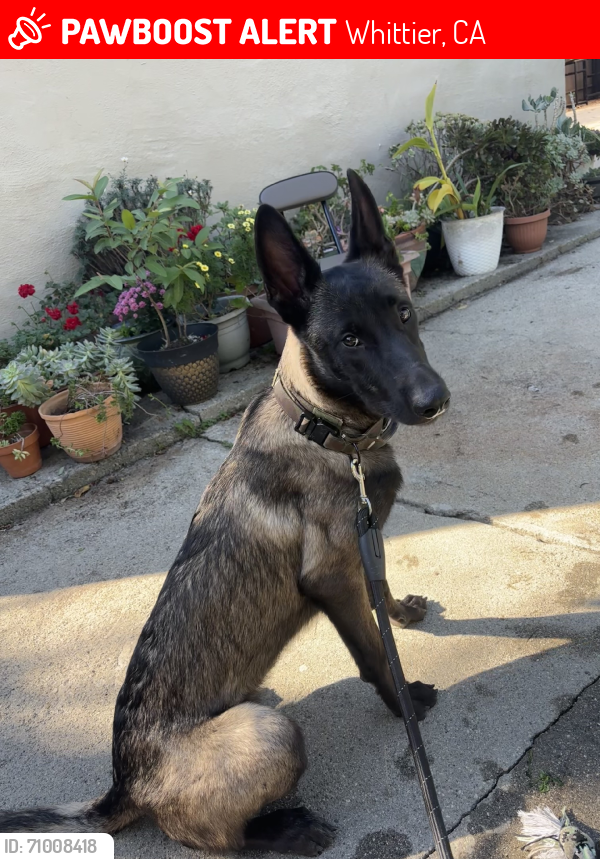 Whittier, CA Lost Female Dog, Azula Is Missing | PawBoost