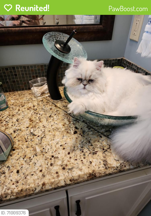 Reunited Male Cat in Lafayette, LA 70503 (ID: 71009376) | PawBoost