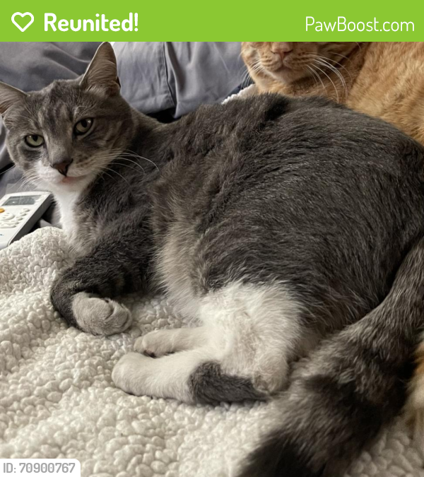 Reunited Male Cat in Sparks, NV 89434 (ID: 70900767) | PawBoost