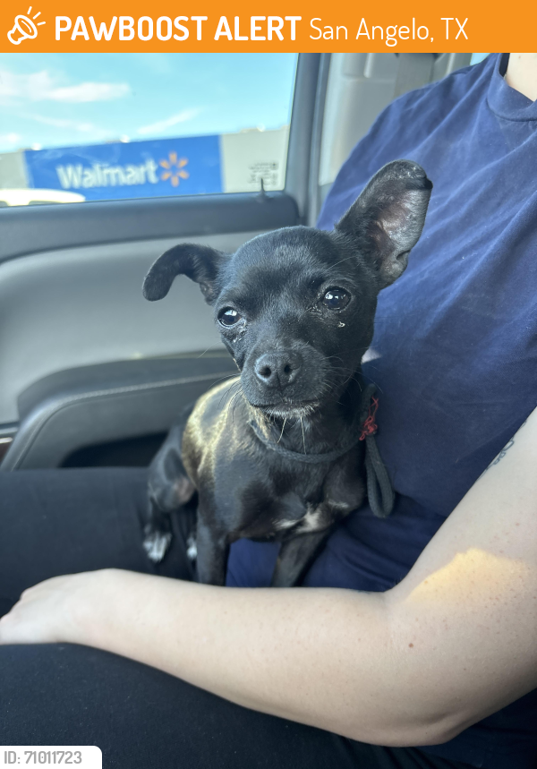 San Angelo, TX Stray Female Dog Found Near San Angelo Tanglewood dr ...