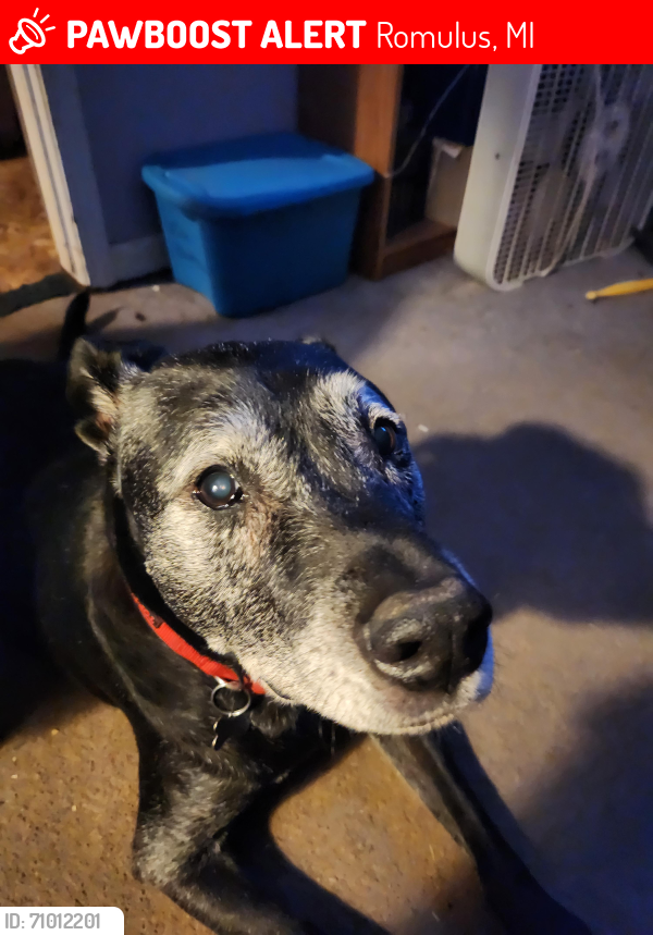 Romulus, MI Lost Male Dog, Max Is Missing | PawBoost