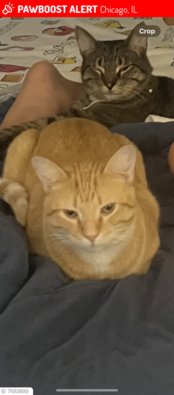 Chicago, IL Lost Male Cat, Canelo Is Missing | PawBoost