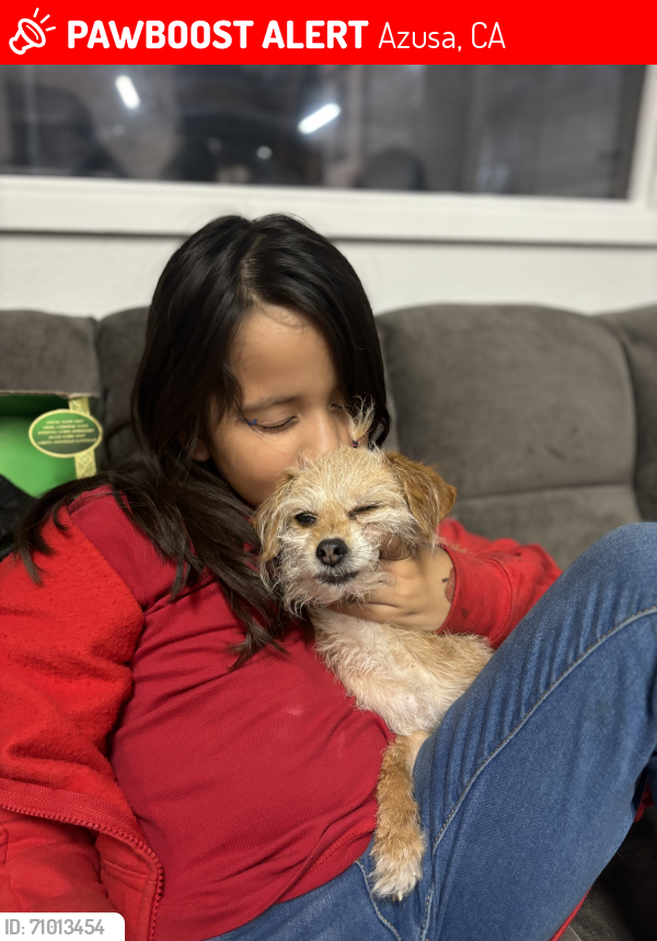 Azusa, CA Stray Female Dog Found Near Azusa 4th | PawBoost