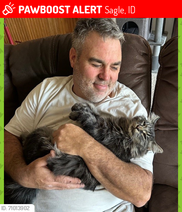 Sagle, ID Lost Male Cat, Harry Is Missing | PawBoost