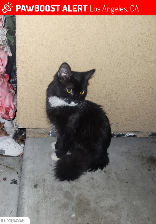 Los Angeles, CA Lost Male Cat, Tokyo Is Missing | PawBoost